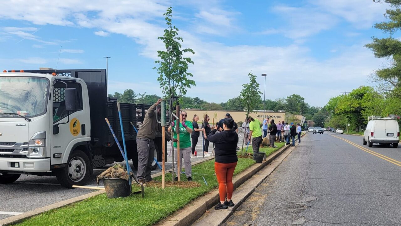 Greening Services - Baltimore Tree Trust