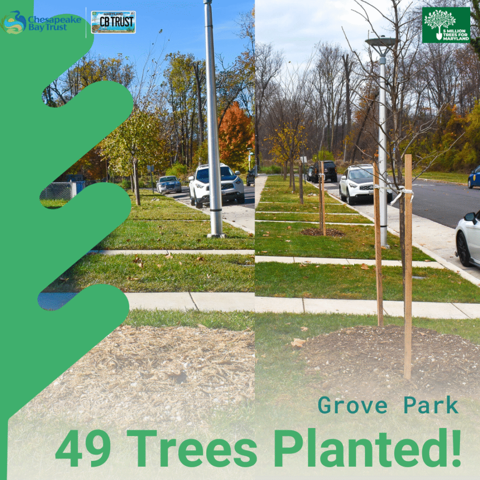 Urban Canopy Project - Baltimore Tree Trust