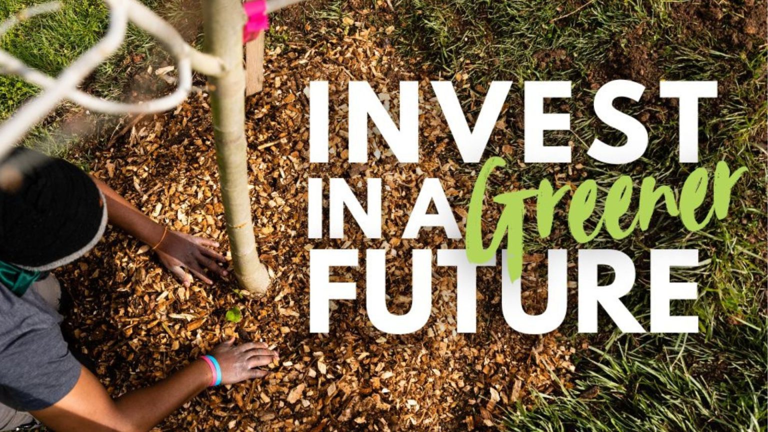 Home - Baltimore Tree Trust